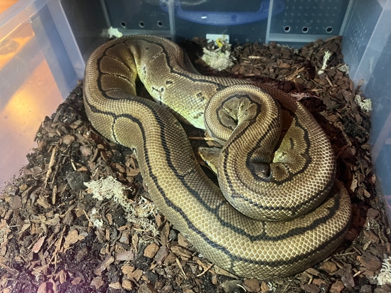 F5 Pinstripe Het Clown - Cleo Ball Python by TJGS Reptiles