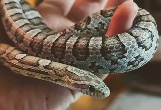 Anery - Snape Corn Snake by TJGS Reptiles