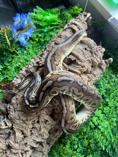 M2 Pewter Het Pied - Forest Ball Python by TJGS Reptiles