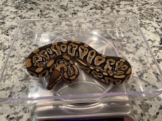 Phantom Het Clown Ball Python by TJK Morphs