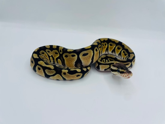 Pastel Double Het VPI Axanthic Clown Ball Python by TJK Morphs