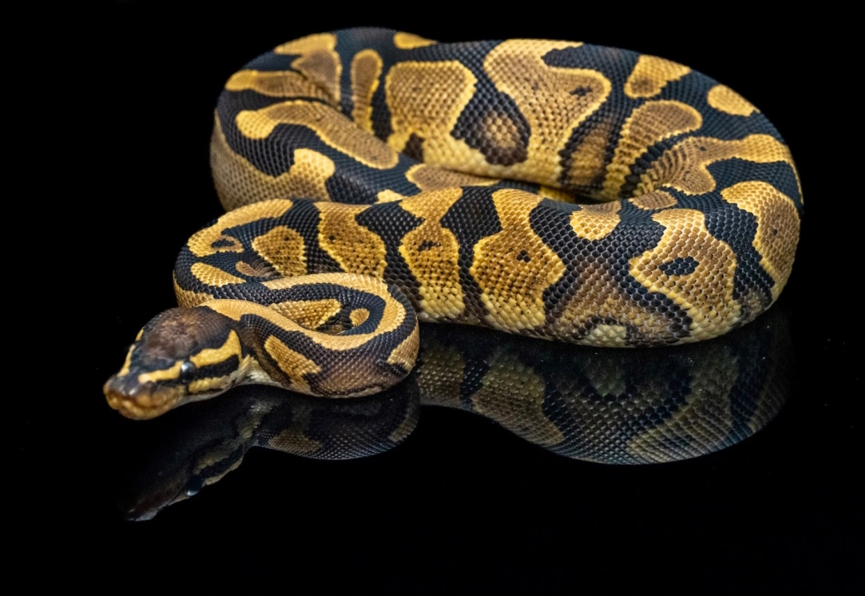 Yellow Belly 100% Het Clown Ball Python by WonkaFactoryReptiles ...