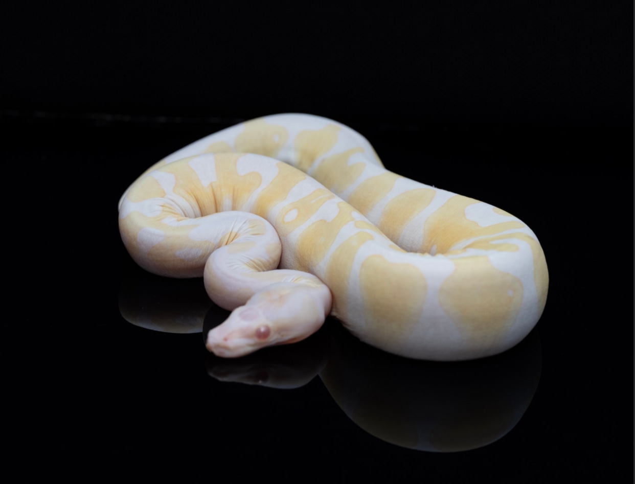 Albino WHS Scaleless Ball Python by WonkaFactoryReptiles - MorphMarket