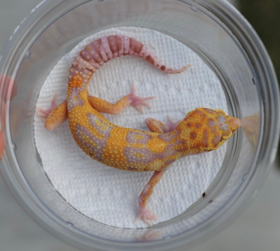 Tangerine Lavender Radar Leopard Gecko by MagmaGeckos