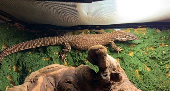 Adult MALE BREED READY (Proven Breeder) Rare Earth Line Red Ackie ...