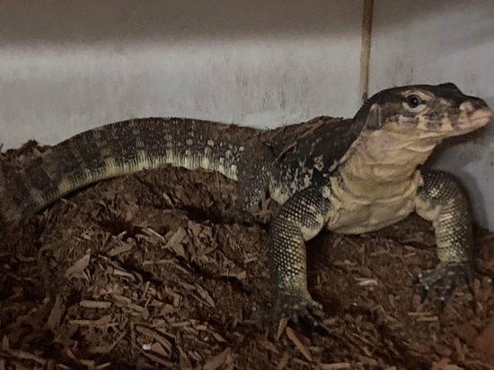 USCBB Sumatran Asian Water Monitor TAME by Reptile nation