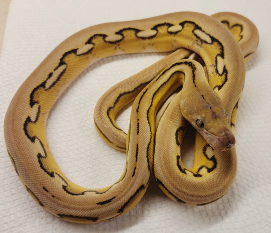 Platinum Sunfire Tiger Het Albino Reticulated Python by TJ's Constrictors