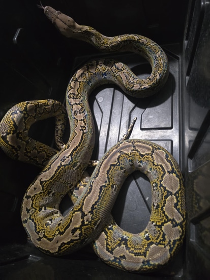 Marble Het. Ghost Reticulated Python by Obsessed Exotics