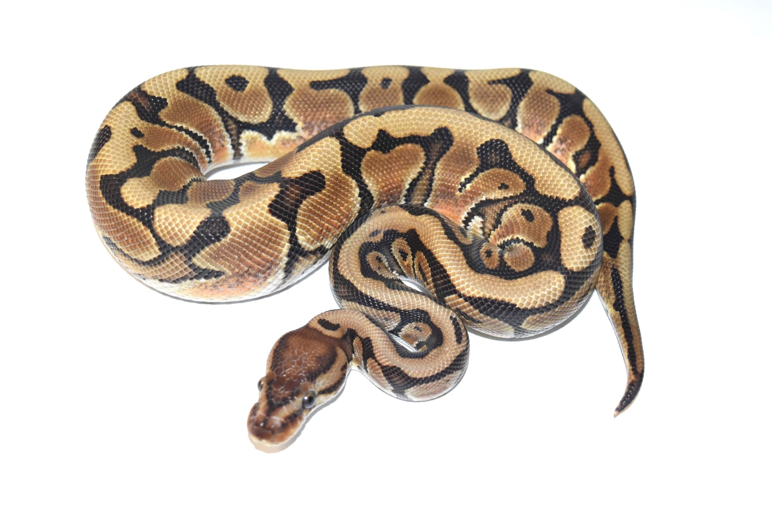 Hidden Gene Woma Het Puzzle Ball Python by TJW exotics - MorphMarket