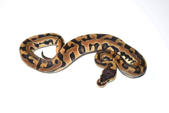 Puzzle Ball Python by TJW exotics