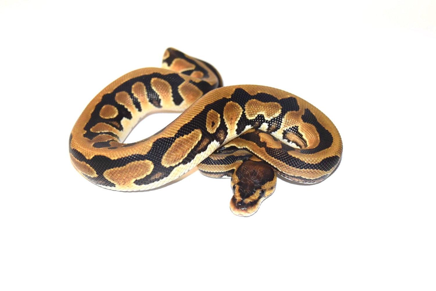 Puzzle Ball Python by TJW exotics - MorphMarket