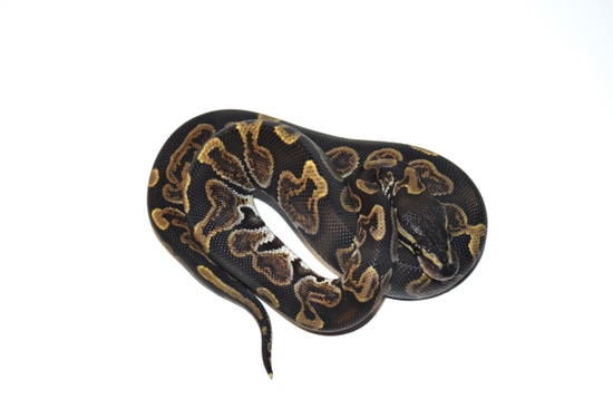 GHI Het Puzzle Ball Python by TJW exotics