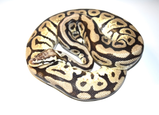 Pastel Spotnose Het Puzzle Ball Python by TJW exotics