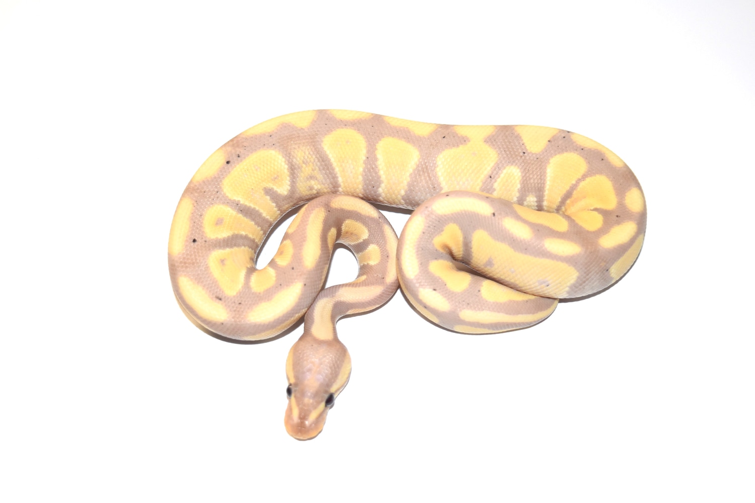 Banana Chocolate Ball Python by TJW exotics - MorphMarket