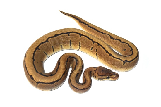 Pinstripe Specter Het Puzzle Ball Python by TJW exotics