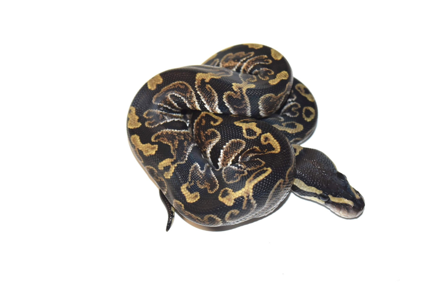 GHI Het Tri Stripe Ball Python by TJW exotics - MorphMarket