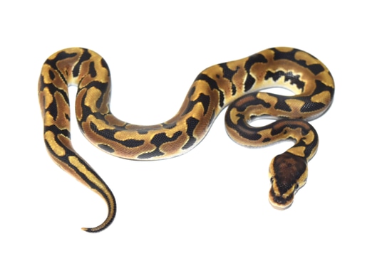 Puzzle Ball Python by TJW exotics