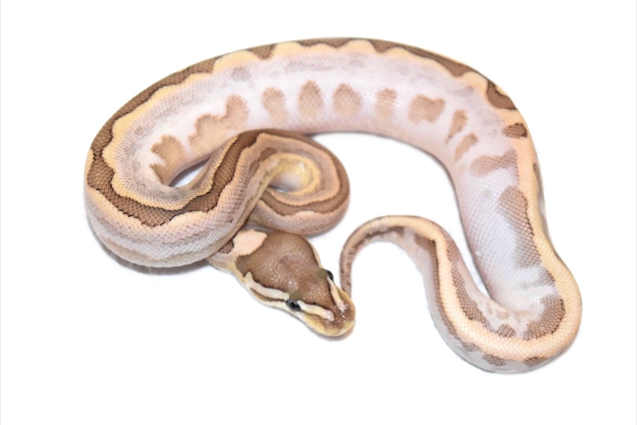 Bamboo Calico Het Puzzle Ball Python by TJW exotics - MorphMarket