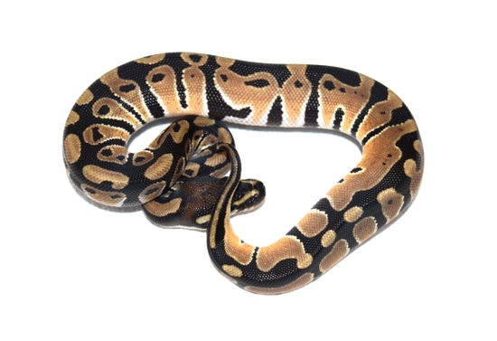 OD Het Tri Stripe Ball Python by TJW exotics