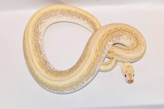 Lemon Blast Bamboo Puzzle Ball Python by TJW exotics