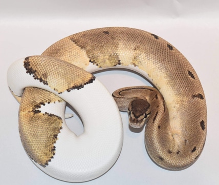 HGW Pinstripe Puzzle Ball Python by TJW exotics - MorphMarket