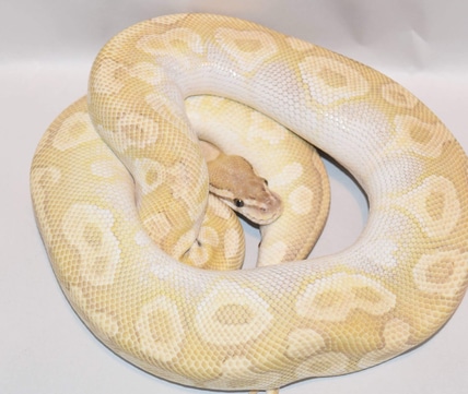 Bamboo Puzzle Ball Python by TJW exotics - MorphMarket