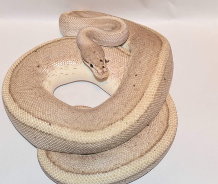 Lesser Puzzle Ball Python by TJW exotics - MorphMarket