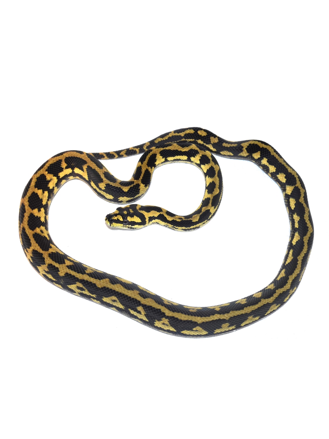 Palmerston Carpets Jungle Carpet Python by TJW exotics - MorphMarket