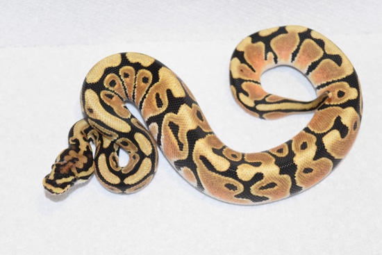 Fire Spotnose Het Puzzle Ball Python by TJW exotics