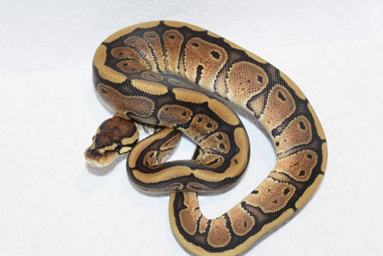 Red Stripe Het Puzzle Poss HRA Ball Python by TJW exotics