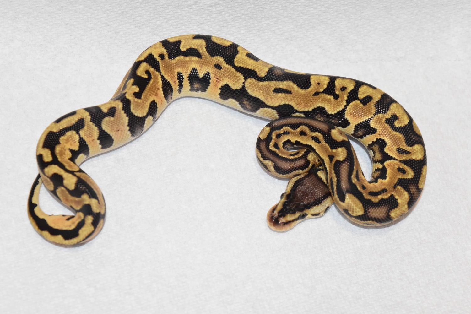 Pastel Puzzle Ball Python by TJW exotics - MorphMarket