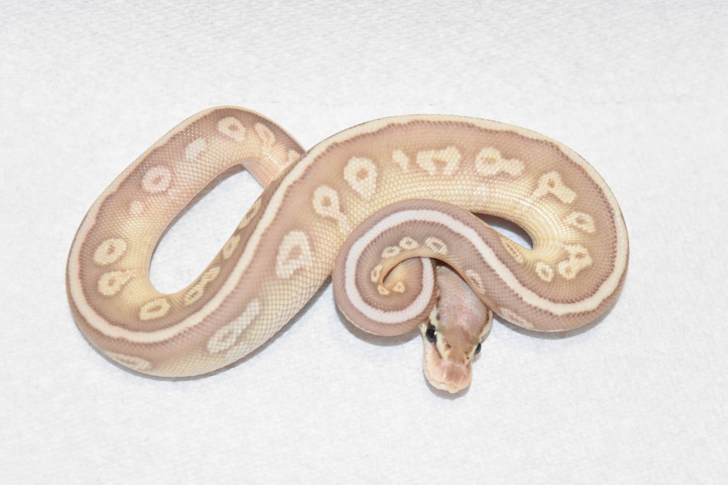 Pastel Soul Sucker 66% Het Puzzle Ball Python by TJW exotics - MorphMarket