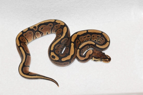 Red Stripe HRA Het Puzzle Ball Python by TJW exotics