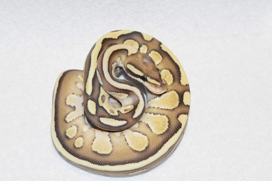 Fire Lesser Het Tri Stripe Ball Python by TJW exotics