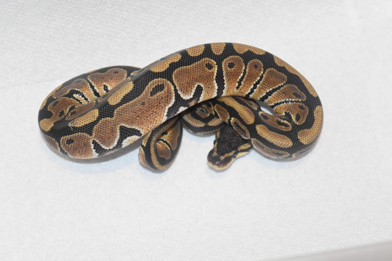 Het Puzzle Ball Python by TJW exotics - MorphMarket