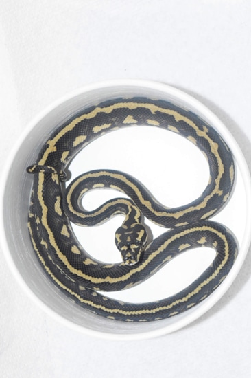 Palmerston Jungle Carpet Python by TJW exotics