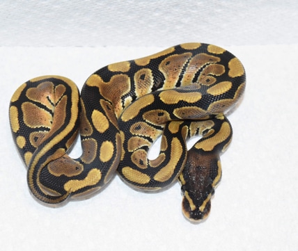 HGW Pinstripe Puzzle Ball Python by TJW exotics - MorphMarket