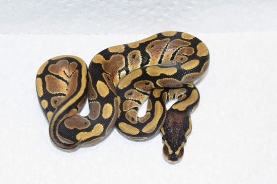 Het Puzzle Ball Python by TJW exotics