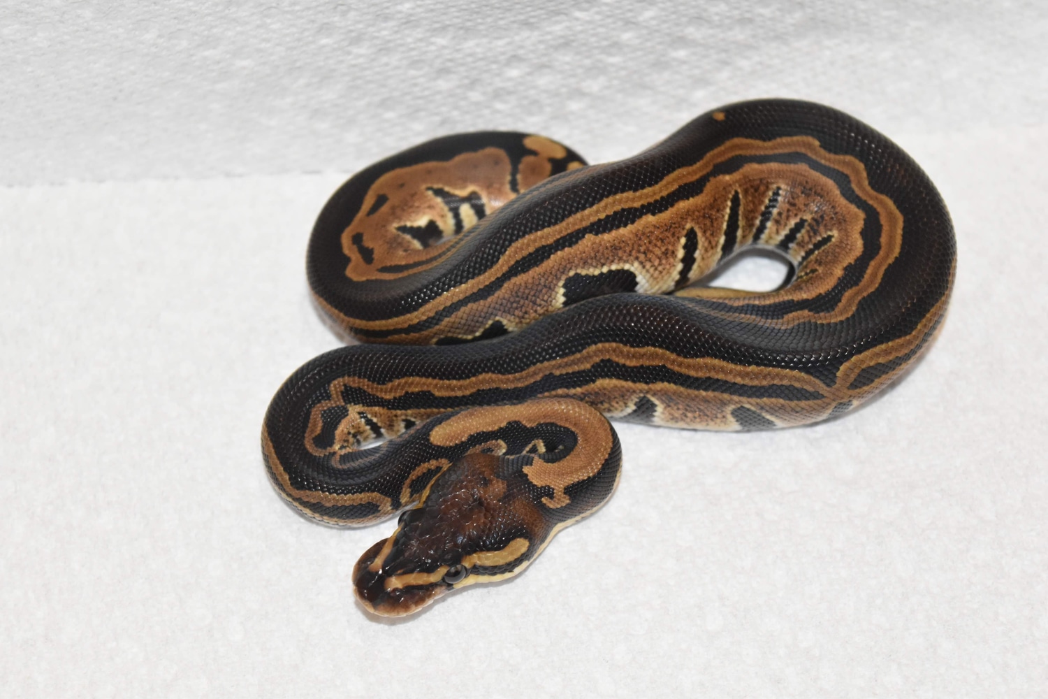 Tri Stripe Ball Python by TJW exotics - MorphMarket