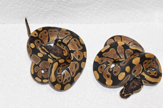 Pair Double Het Sunset Puzzles Ball Python by TJW exotics
