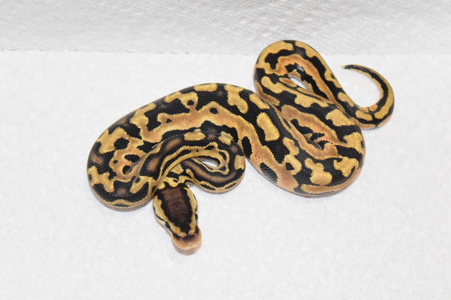 Pastel Puzzle Ball Python by TJW exotics - MorphMarket