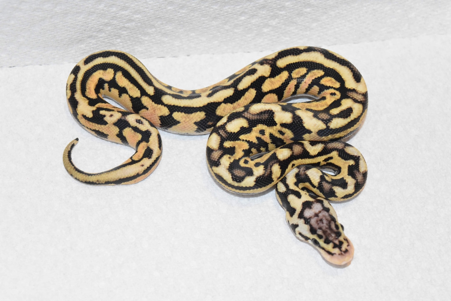 Pastel Spotnose Puzzle Ball Python by TJW exotics - MorphMarket