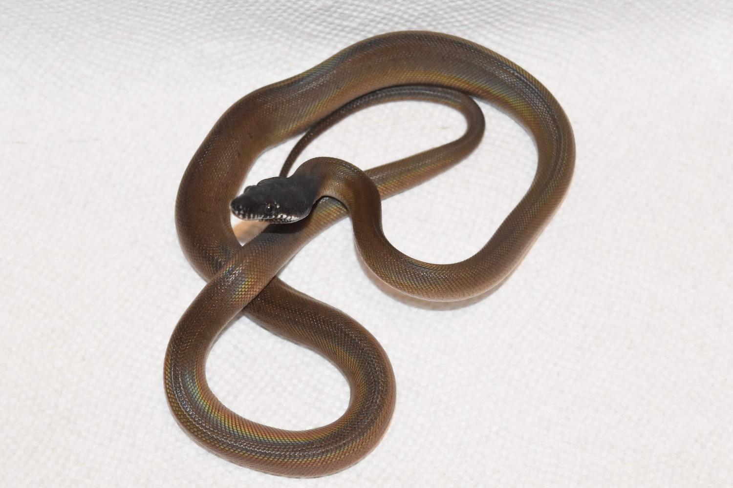 Northern White-lipped Python by TJW exotics - MorphMarket