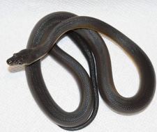 Water Pythons for Sale - MorphMarket US & Canada