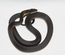 Water Pythons for Sale - MorphMarket US & Canada