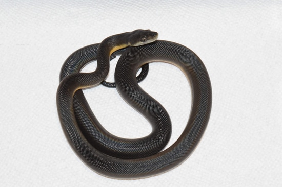 QLD Water Python by TJW exotics