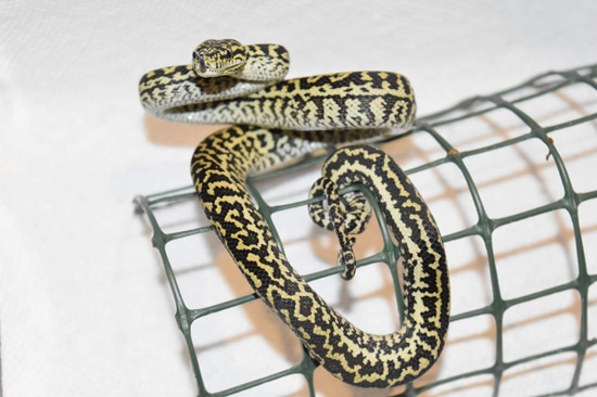 Zebra Jungle Carpet Python by TJW exotics