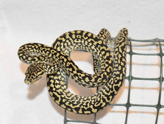 Zebra Jungle Carpet Python by TJW exotics