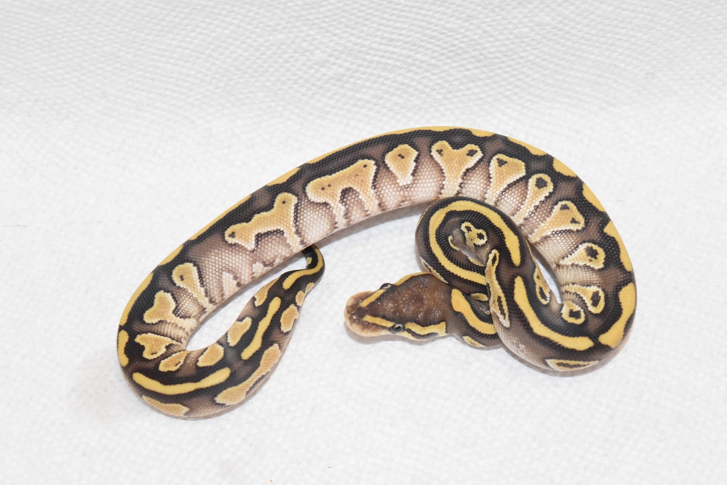 Lesser Chocolate Het Puzzle Ball Python by TJW exotics - MorphMarket
