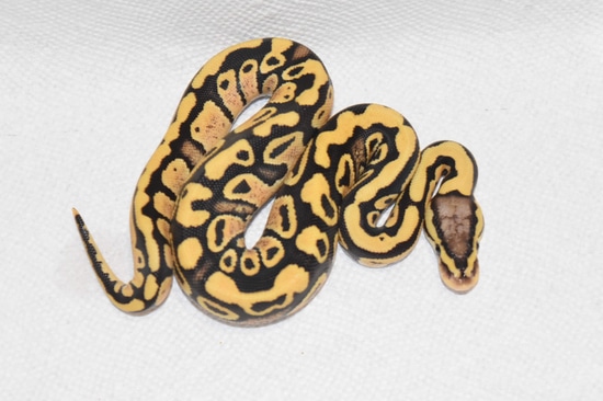 Firefly Spotnose Het Puzzle 50% Het Clown Ball Python by TJW exotics